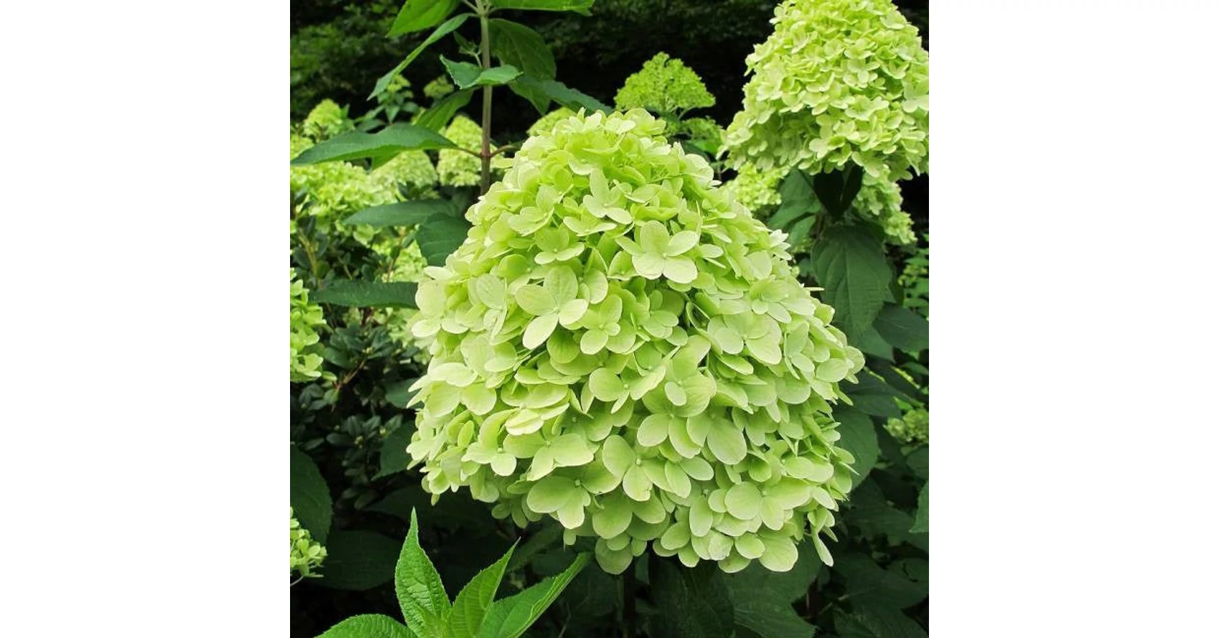Hydrangea paniculata 'Mojito' - Bugás hortenzia