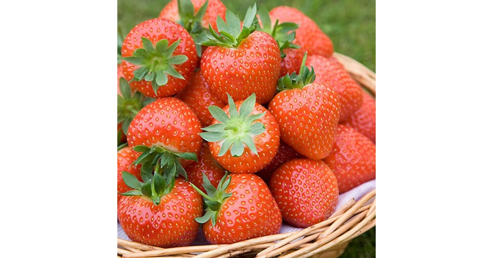 Fragaria 'Sonata' - Eper palánta