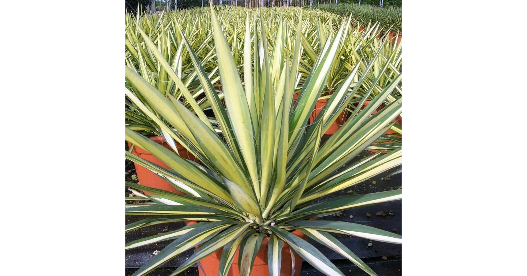 Yucca filamentosa 'Variegata' – Kerti pálmaliliom