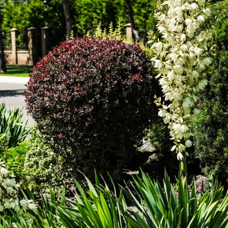 Facsemeték rendelése gyors házhozszállítással jó árakon