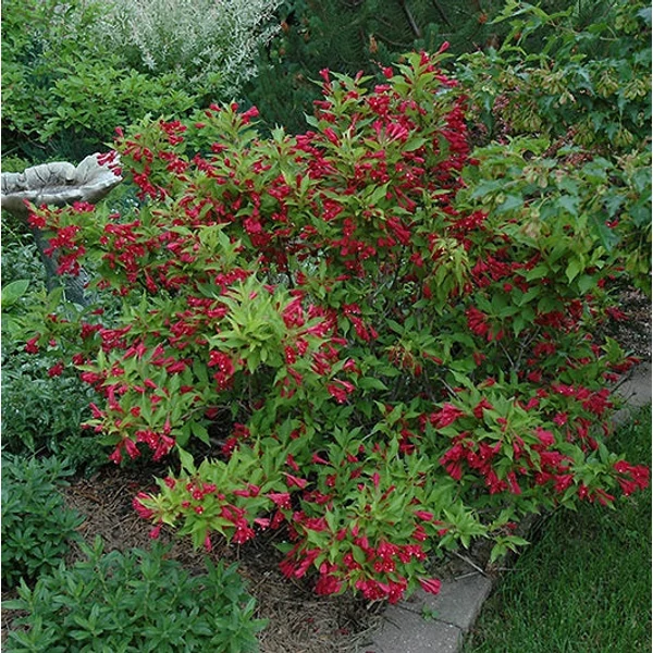 Weigela florida 'Red Prince' - Rózsalonc